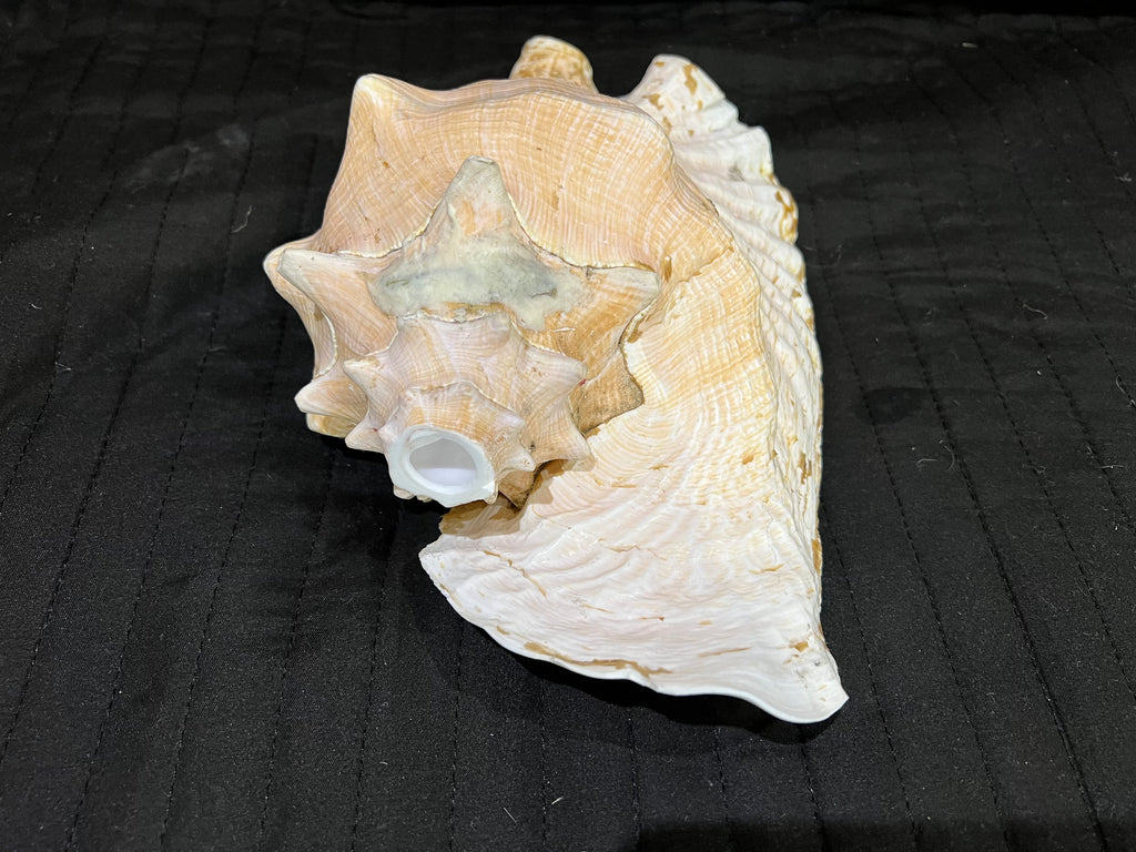 Conch Trumpet - ritual horn - £48.50