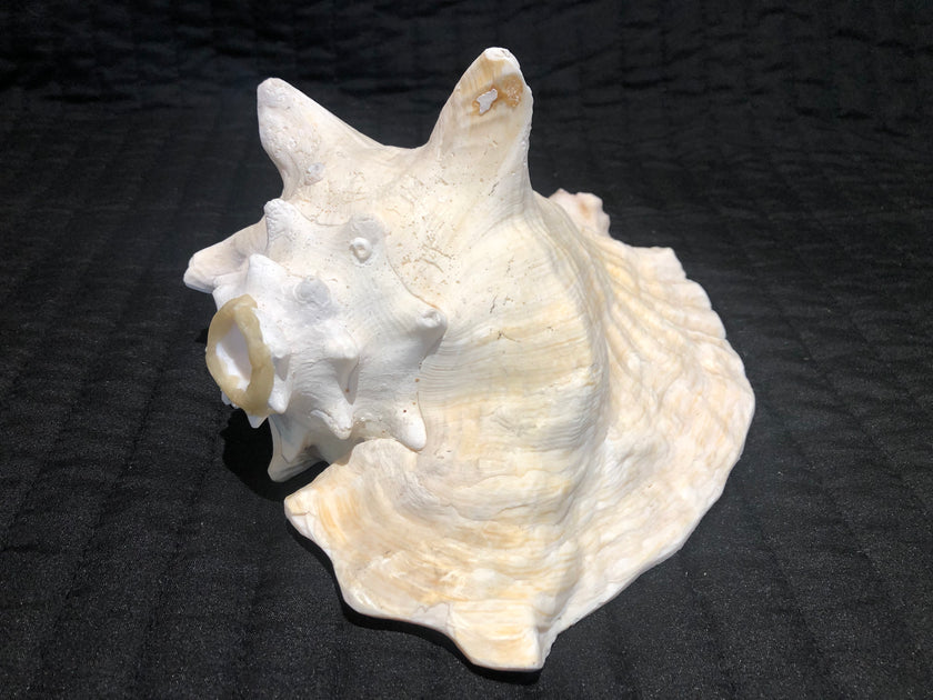 Conch Trumpet - ritual horn - £48.50