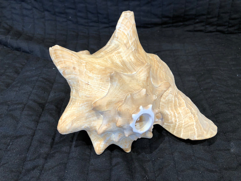 Conch Trumpet - ritual horn - £48.50