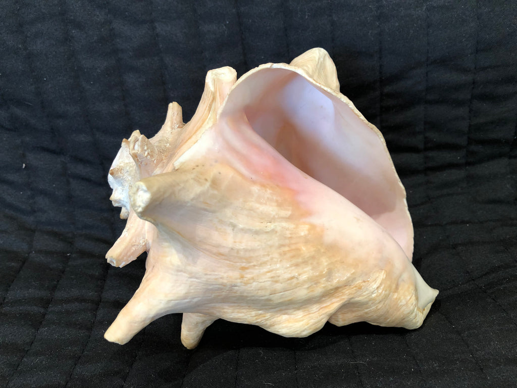 Conch Trumpet - ritual horn - £48.50